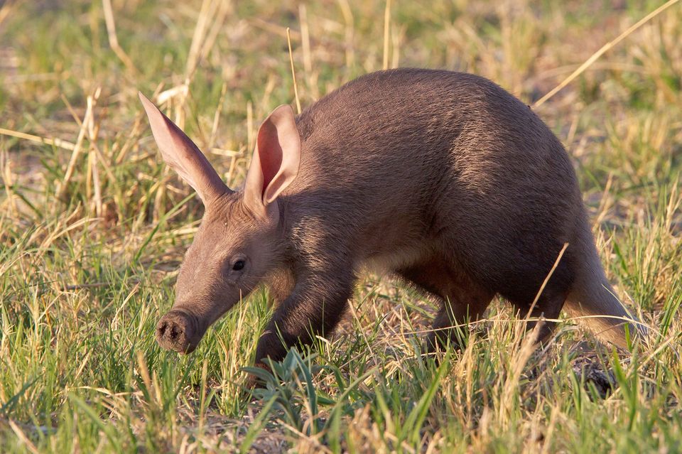 Aardvark - Natural History on the Net Aardvark - Natural History on the Net